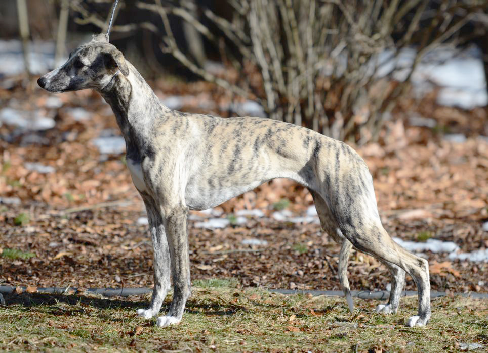 Merci Isle Whippets - Our Dogs